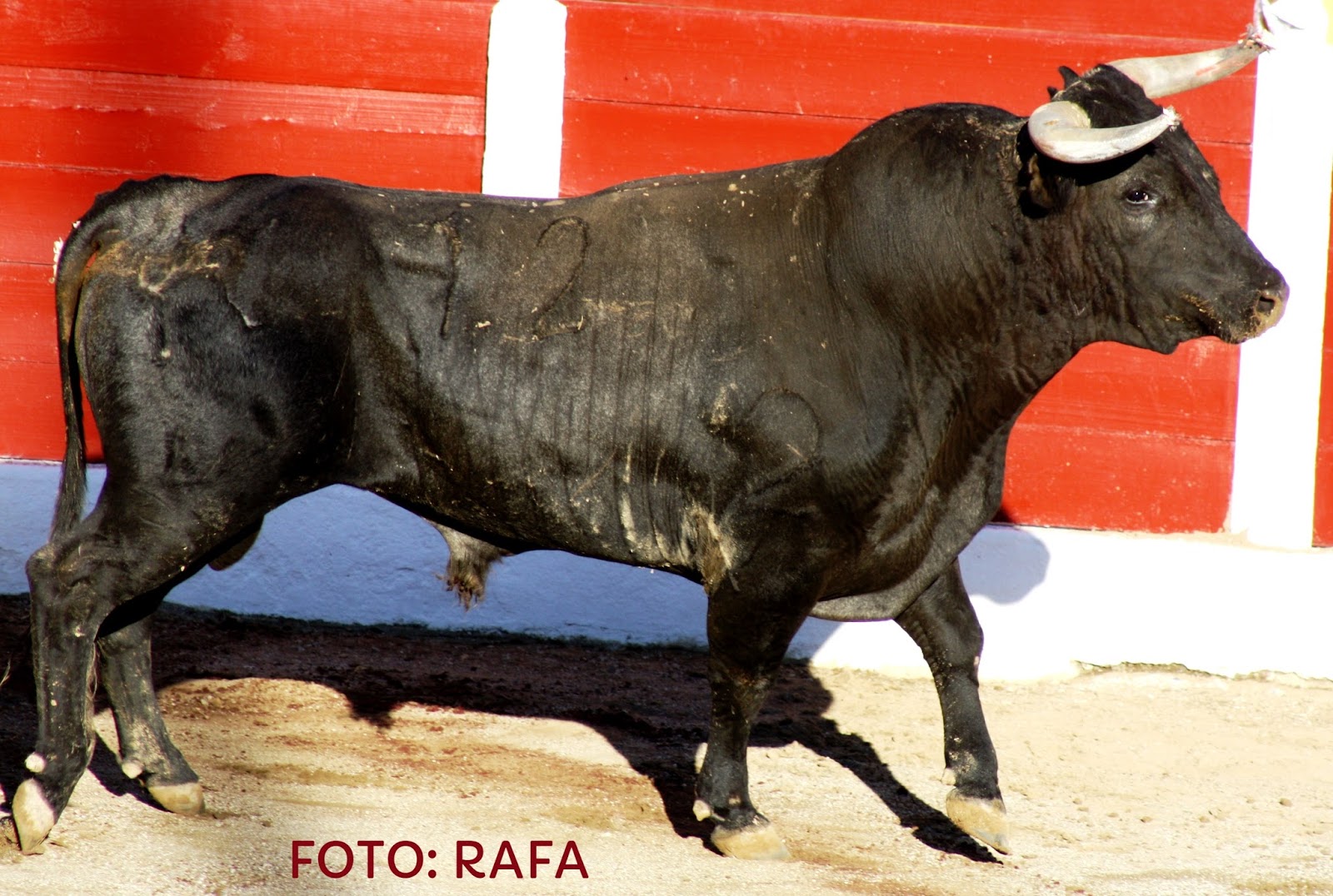 Toreo en Red Hondo: CÉRET DE TOROS, 2017 (1): MIURA