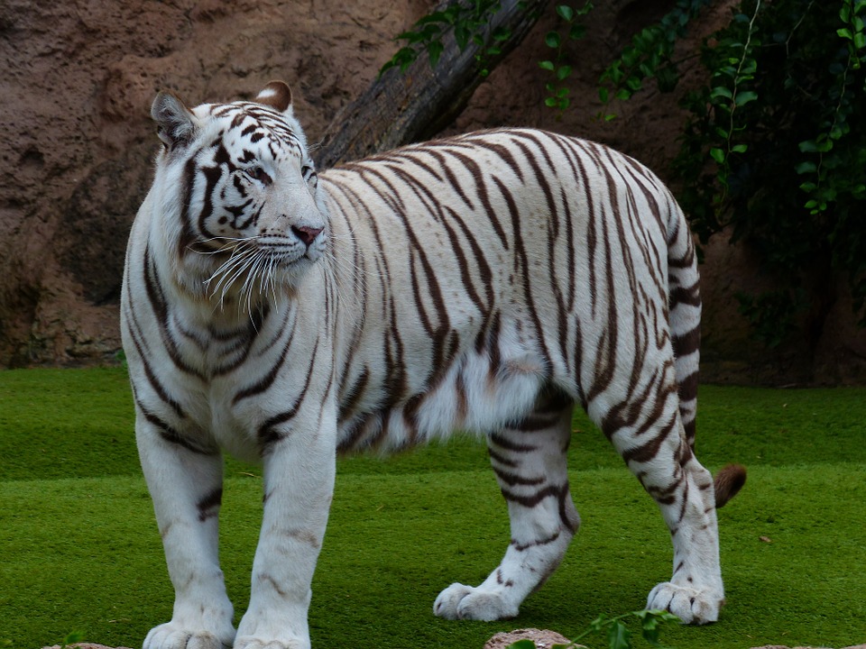 Reino Animal: Tigre-de-bengala