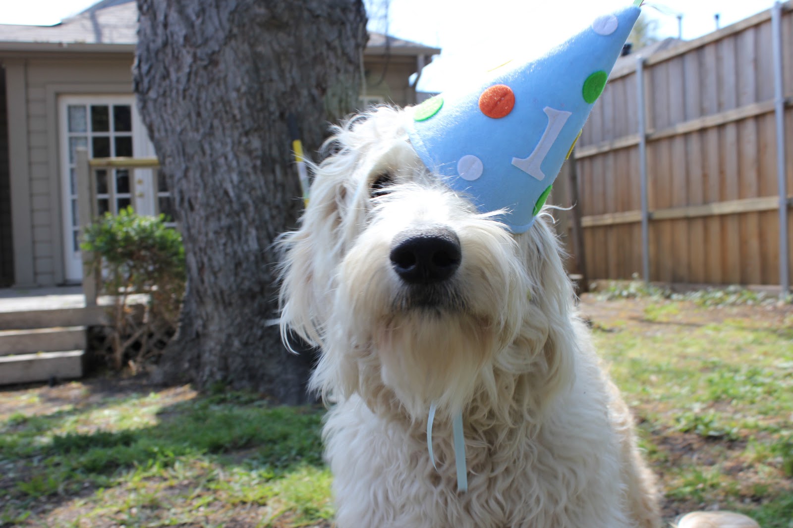 Goldilocks & Her Doodle: Unveiling...!