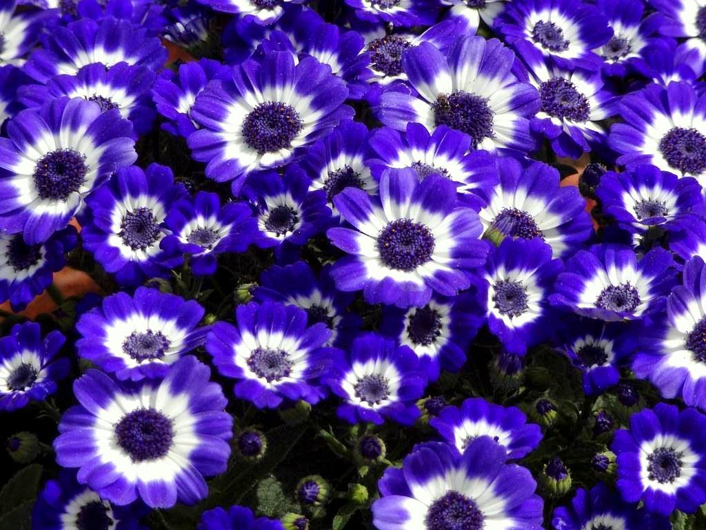 Bunga-Bunga Yang Cantik Dan Indah - AlamBlogr