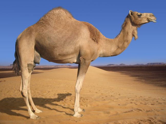 Camel | Facts and Nice Photos-Images | The Wildlife