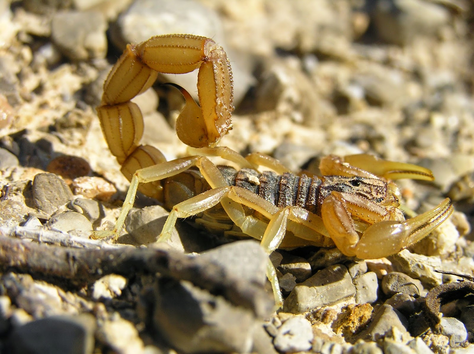 Alma biológica: El alacrán