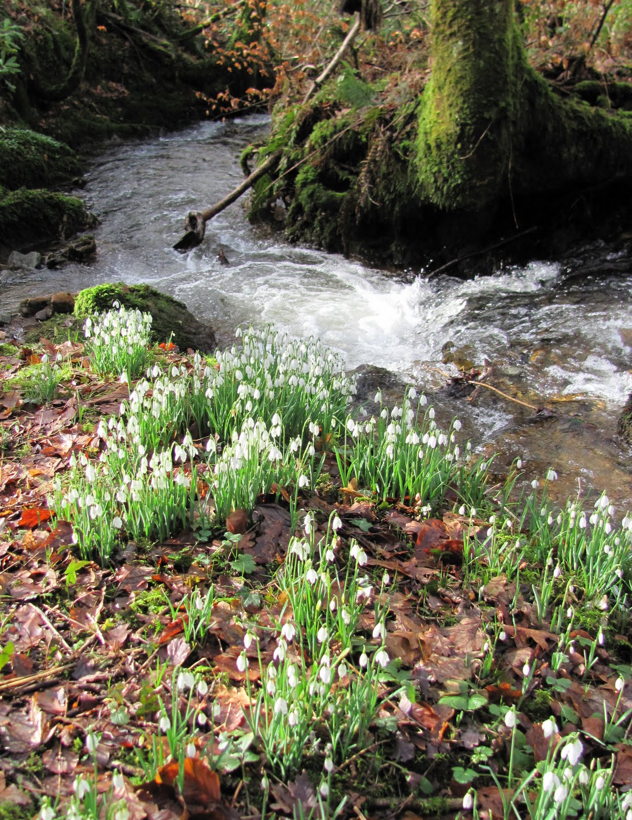 Galloway Forest Park: Snowdrops