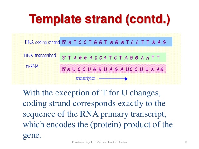 A Story Of Nucleic Acids: Transcription Of Nucleic Acid