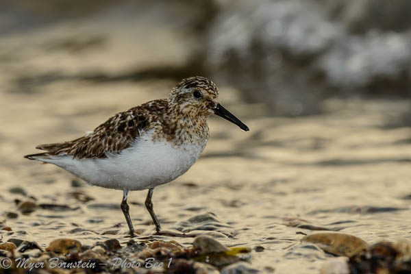 Sanderling in summer plumage