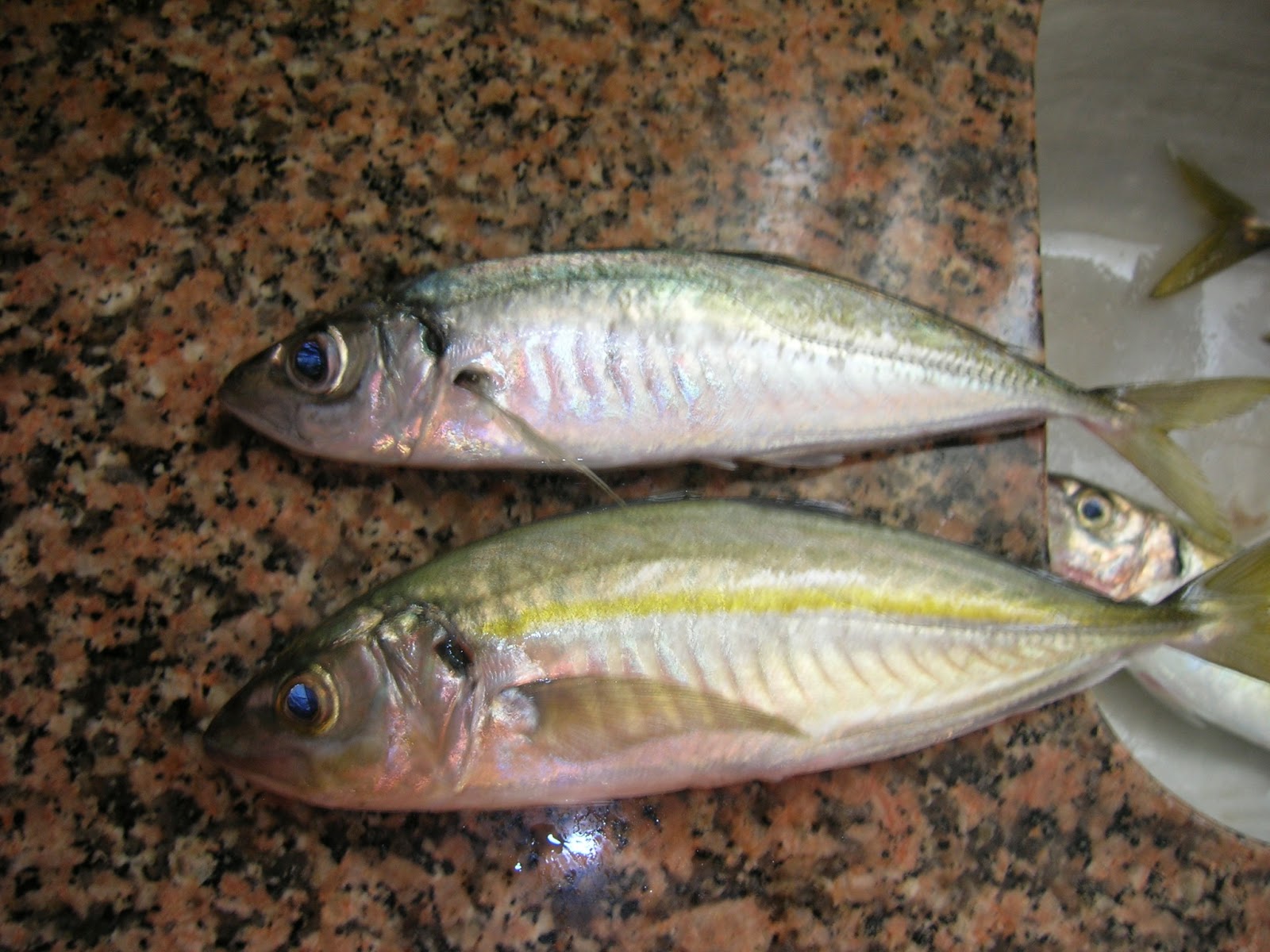 El blog de Xuso: POR FIN HAN LLEGADO MIS QUERIDAS JURELAS