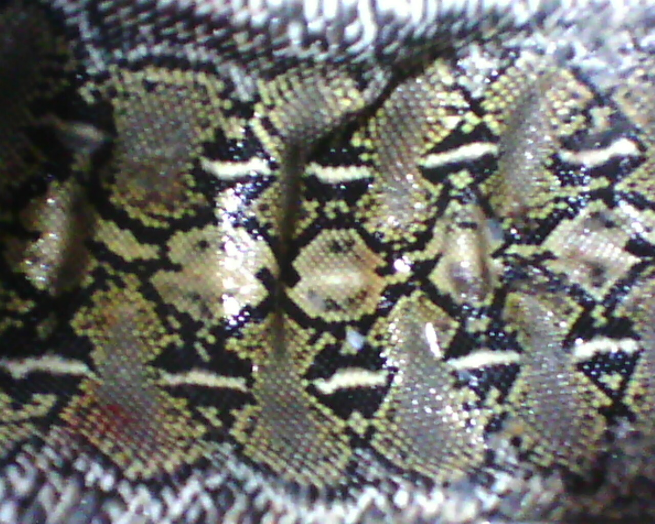 JOHANAN Papyrus: Preparing an Exotic Food (Snake)