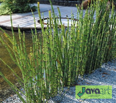 CARA MENANAM BAMBU AIR ~ TAMAN DAN KOLAM SEDERHANA