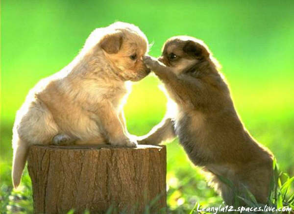 Imagenes de amor y tiernas: Tiernos perritos