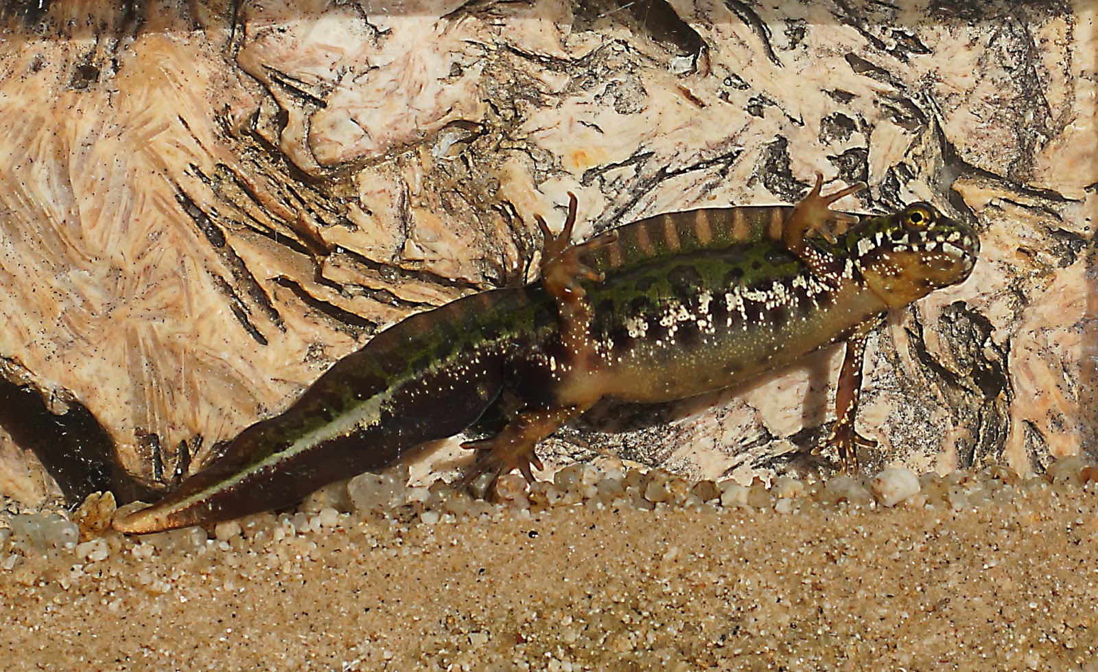 Reptiles y Anfibios de Extremadura: Tritón pigmeo en periodo ...