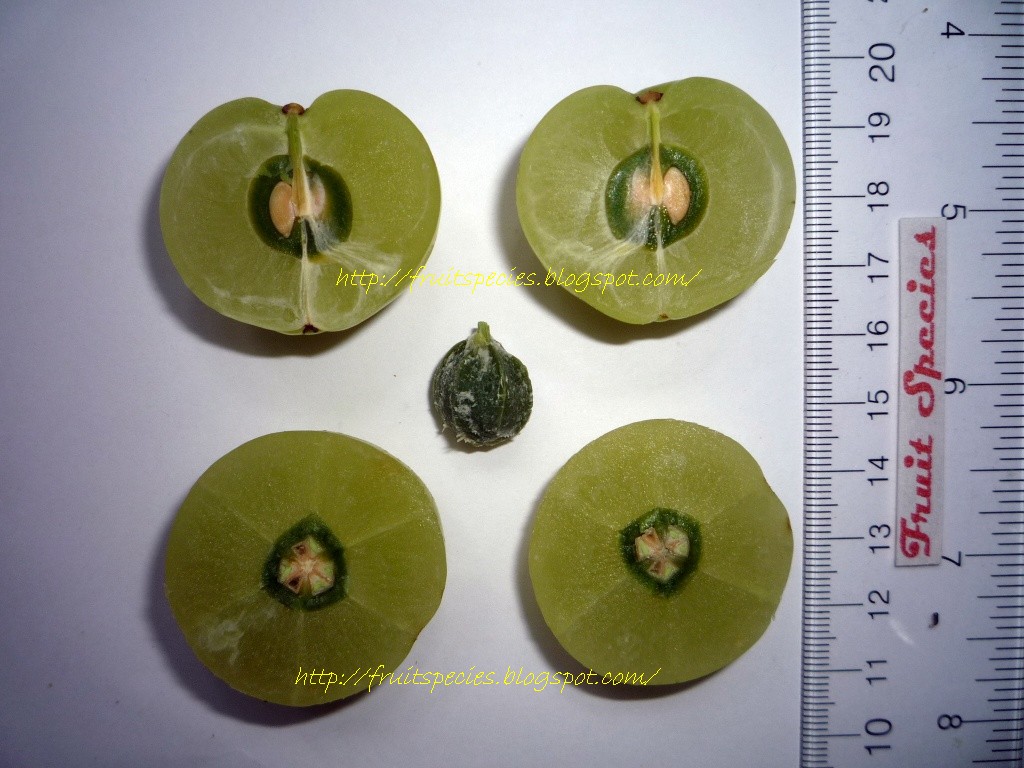 Fruit Species: INDIAN GOOSEBERRY