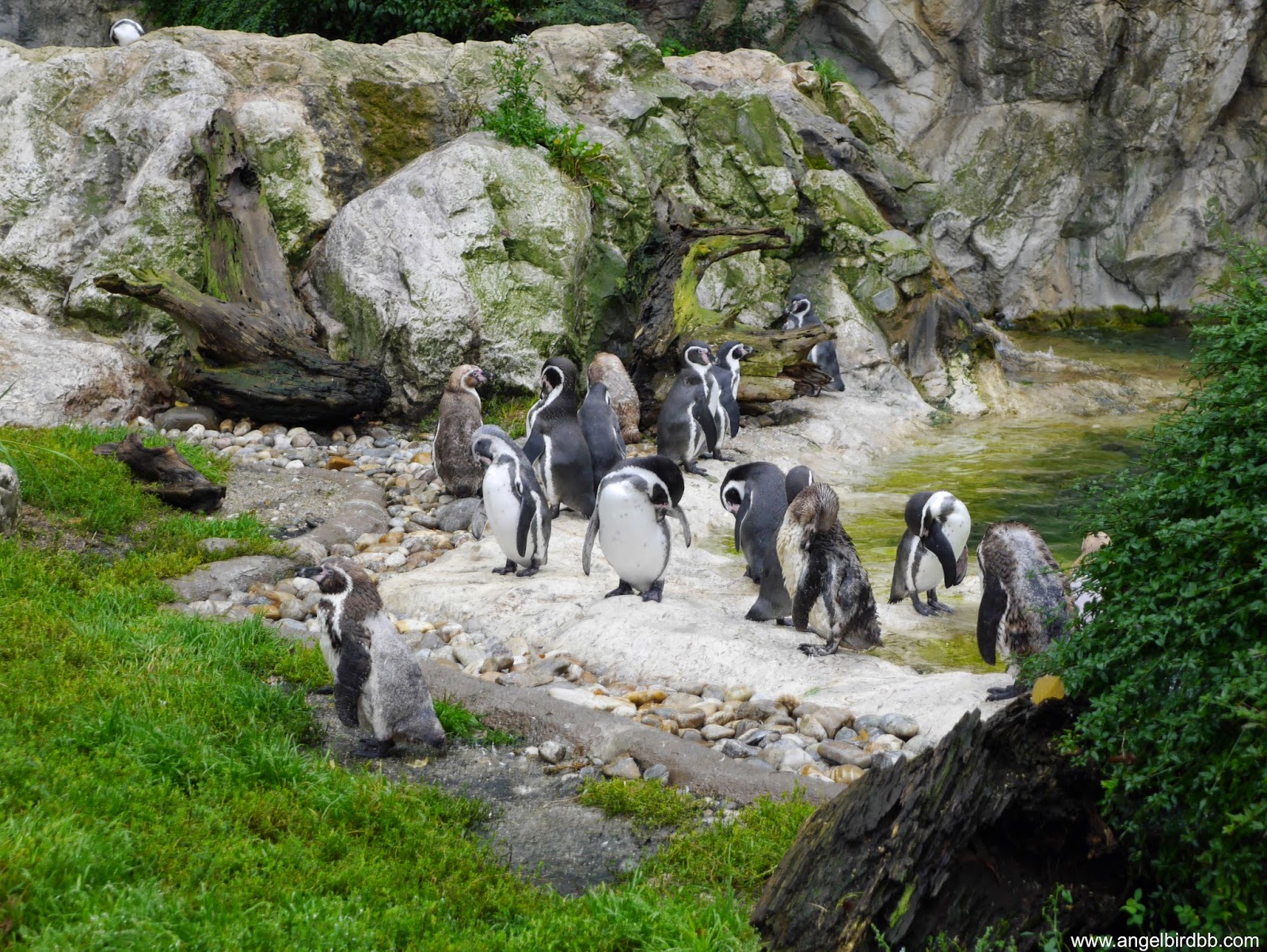 Day 7 Road Trip: The World's oldest zoo in Vienna♥ 維也納動物園7 | Angelbirdbb