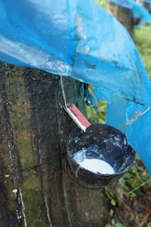 India Adventure: Oop's there goes another rubber tree plant!