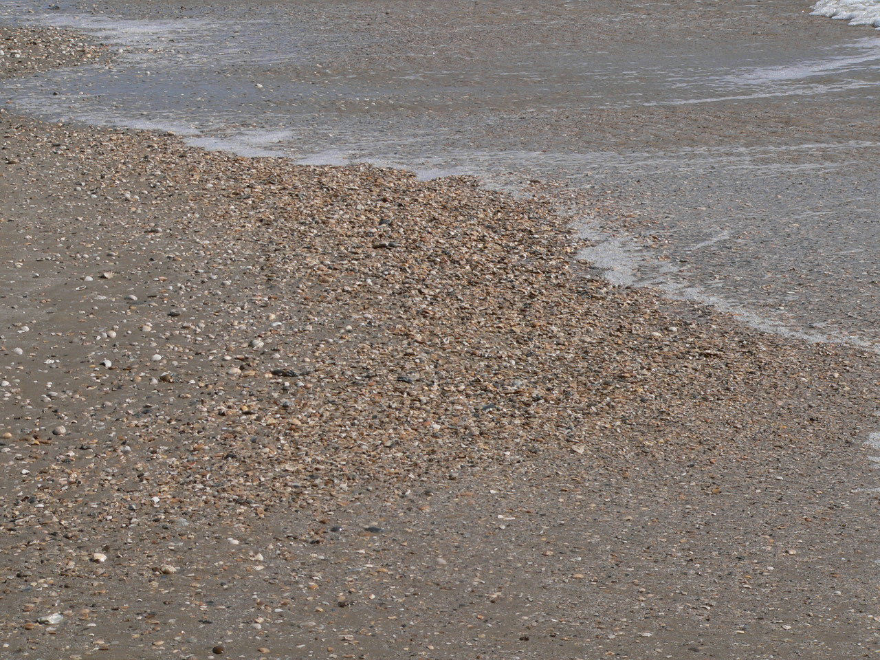 Journals of an Amateur Naturalist: Back to the Beach