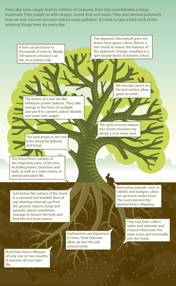 Eco-Congregation Scotland Blog: SEPA Tree facts!