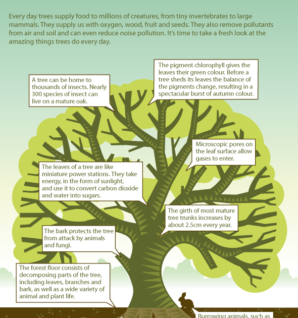 Eco-Congregation Scotland Blog: SEPA Tree facts!