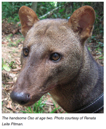 AUSTRALIAN FANTASY ADVENTURES