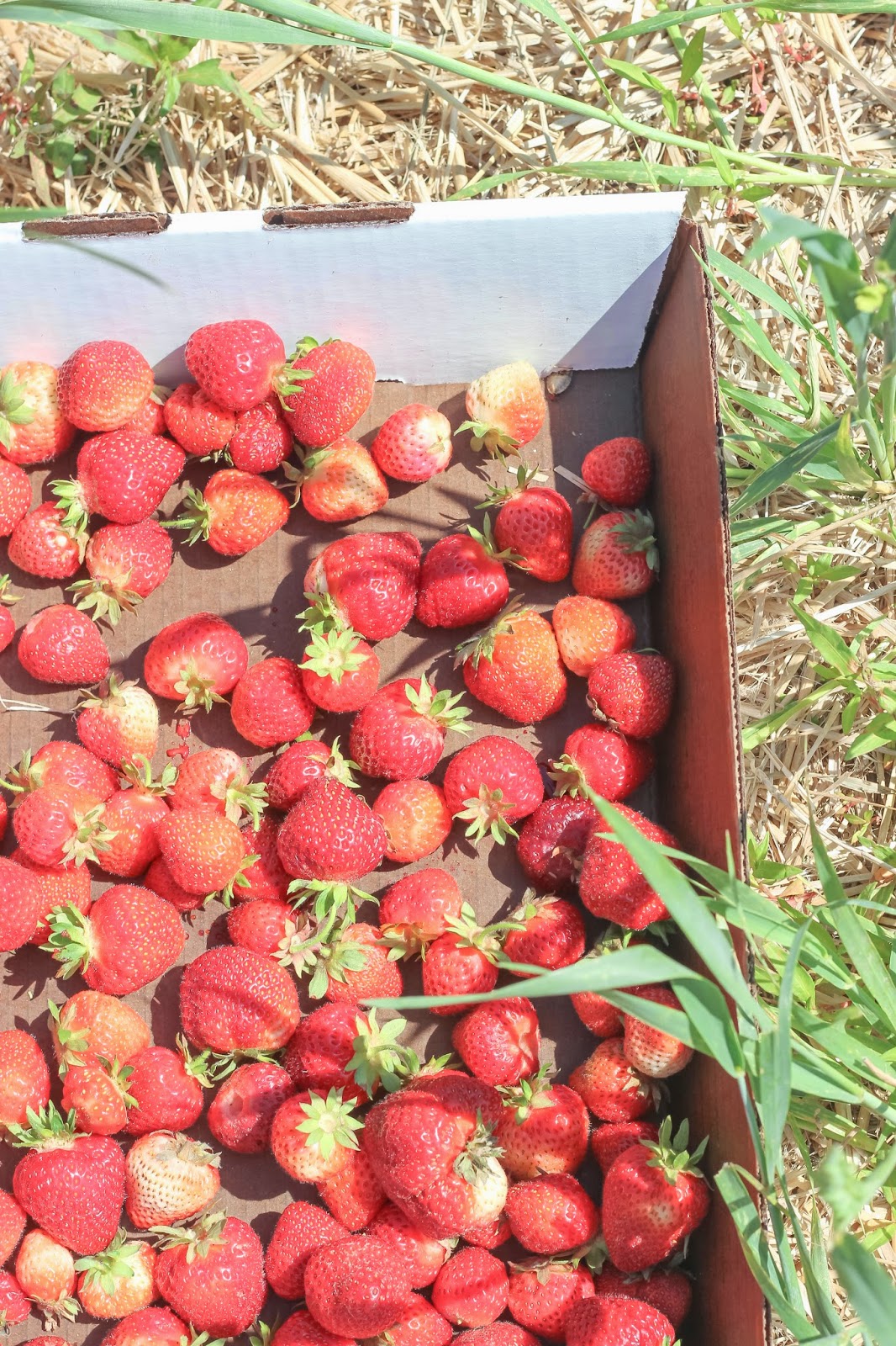 Not-So-SAHM: Keep It Local: Berry Picking at Homestead Farm