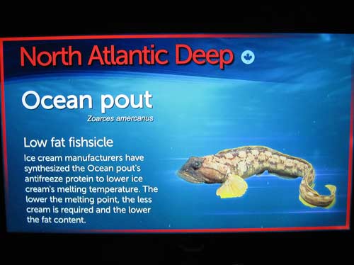 Life Is Better On Vacation: Ripley's Aquarium Of Canada