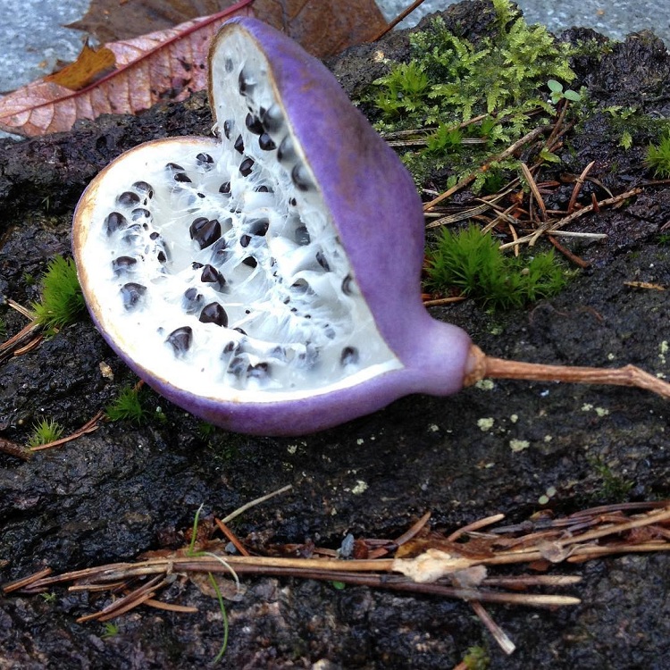 Quelques fruits exotiques rares et surprenants - Le savoir perdu des ...