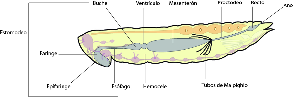el moderno prometeo: Anatomía de Artrópodos: Tórax. Musculatura, Celoma ...