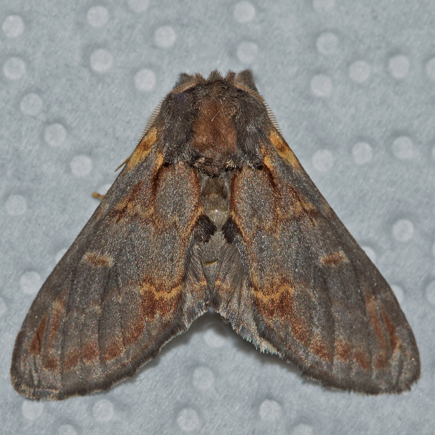 Butterflies, Dragonflies, Moths & other Insects: Iron Prominent Moth