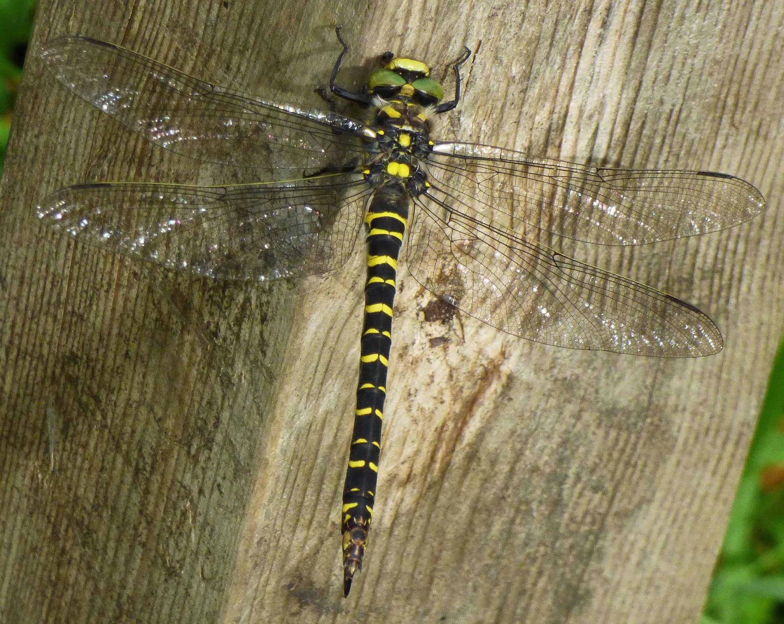 Insects of Scotland: Dragonflies/Damselflies