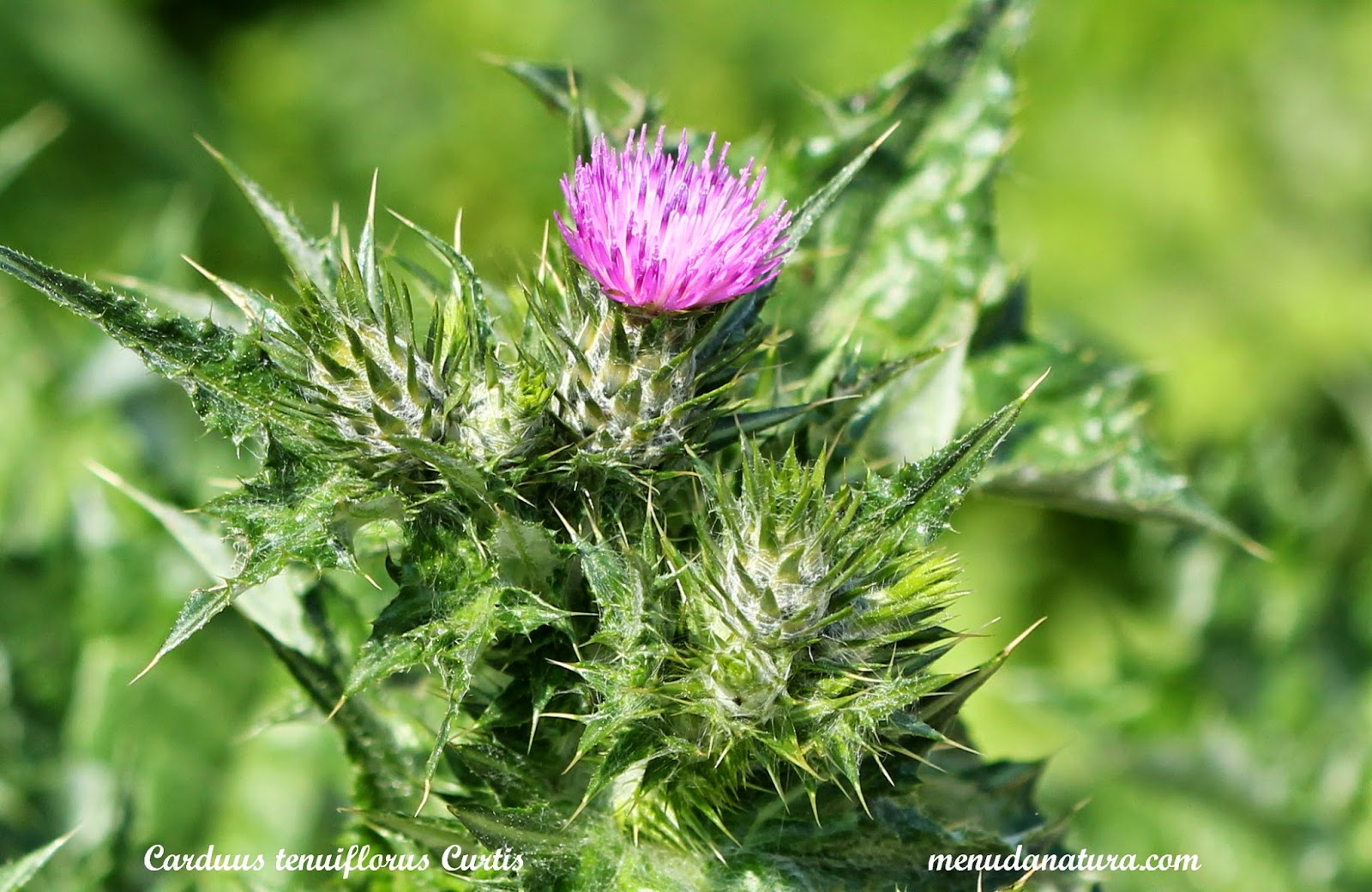 Menuda Natura: Carduus tenuiflorus Curtis