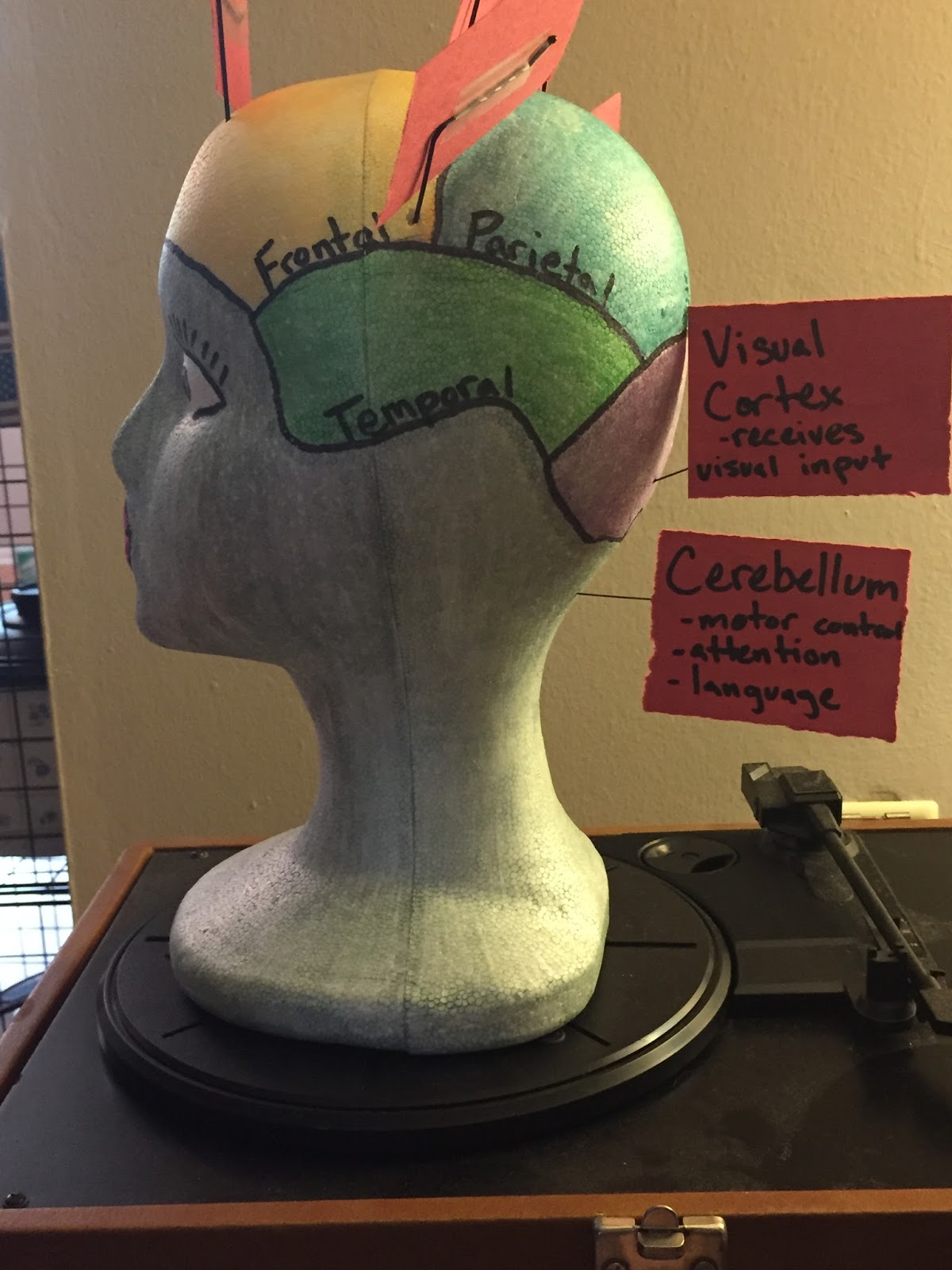 Brain Model Project for PSB 4240C