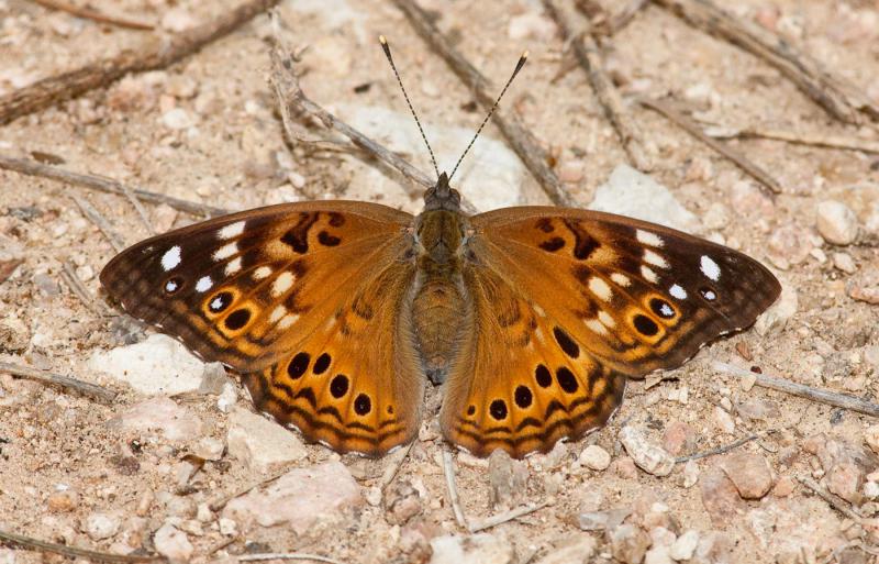 joseph scissorhands: Hackberry Emperor Butterfly