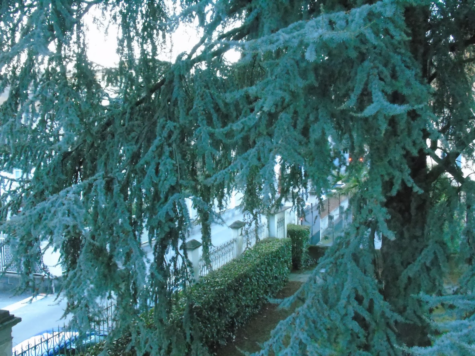 Cedro del Libano (Cedrus libani) ed Atlantico (Cedrus atlantica ...
