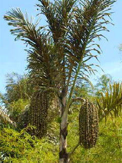 Cara Membuat Bibit Pohon Aren Unggul - Pakar Budidaya