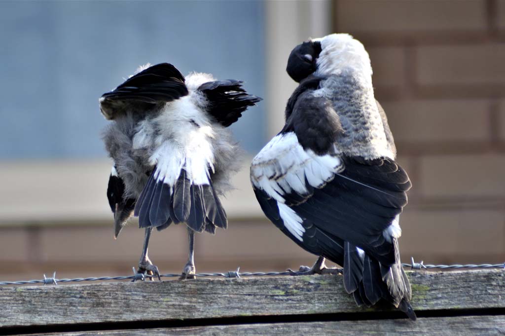 It's Baby Magpie Season