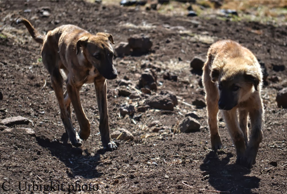 Stephen Bodio's Querencia: AfriCanis in Lesotho