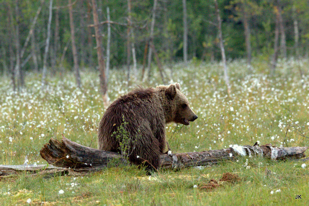 Jussin matkassa: Karhukuvia