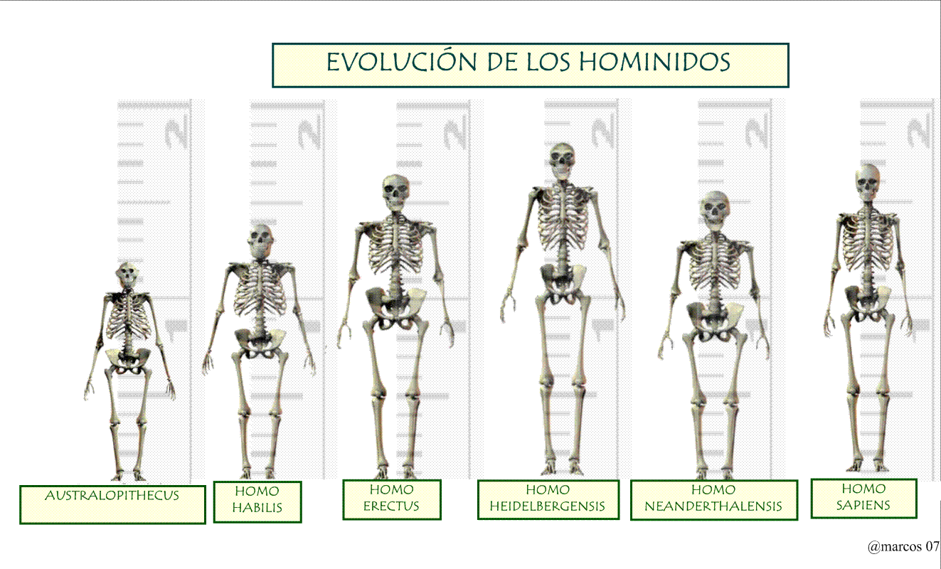 Evolución de los homínidos: un recorrido visual a través de la historia