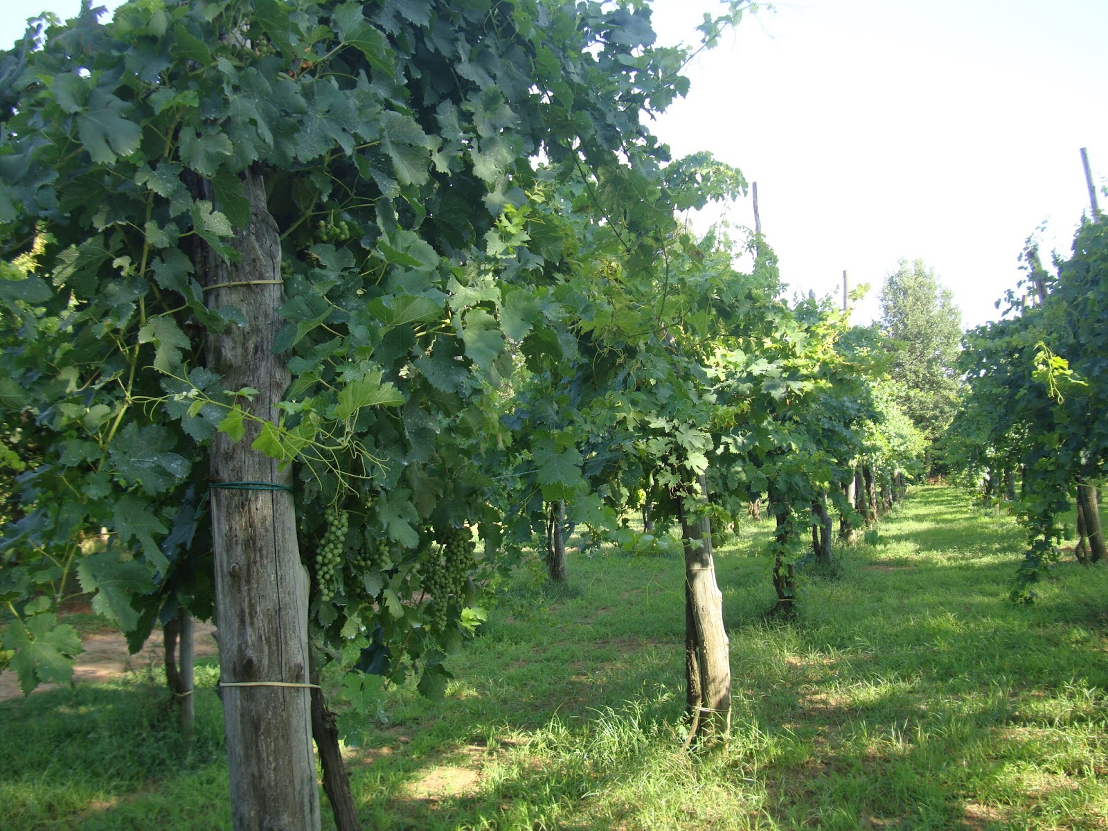 MoliSeb Wine & Food Blog: I CONFINI CULTURALI DEL VINO