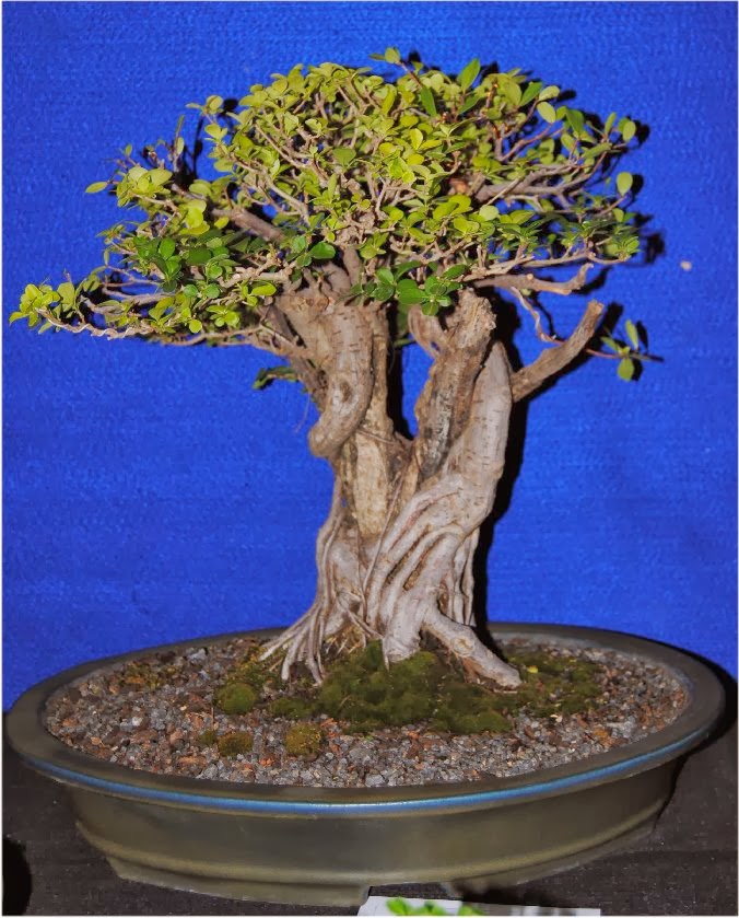 LENNARD'S BONSAI BEGINNINGS.: The strangler style by Mack Boshoff.