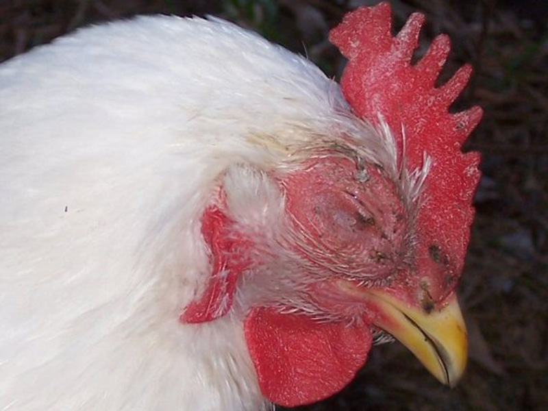 Poultry: Mycoplasma Gallisepticum