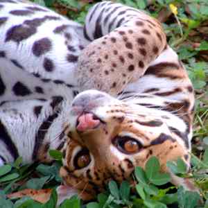 Sencillamente sencillo: Ocelote