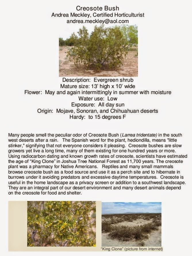Xtremehorticulture of the Desert: Creosote Bush, Mojave Native, for ...