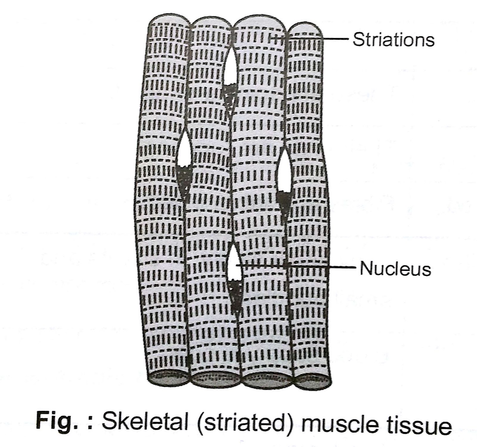 Physics Bytes: TYPES OF MUSCLES