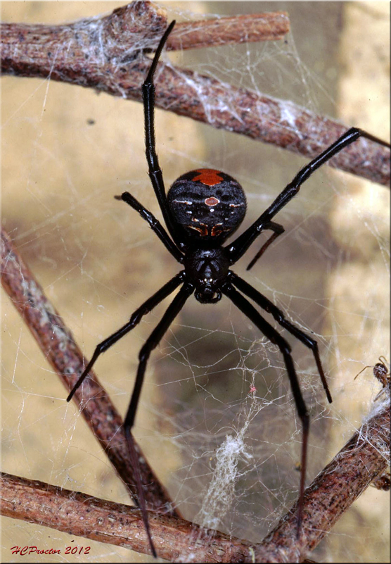 The Home Bug Garden: Adventures in Spider Misidentification: Redback