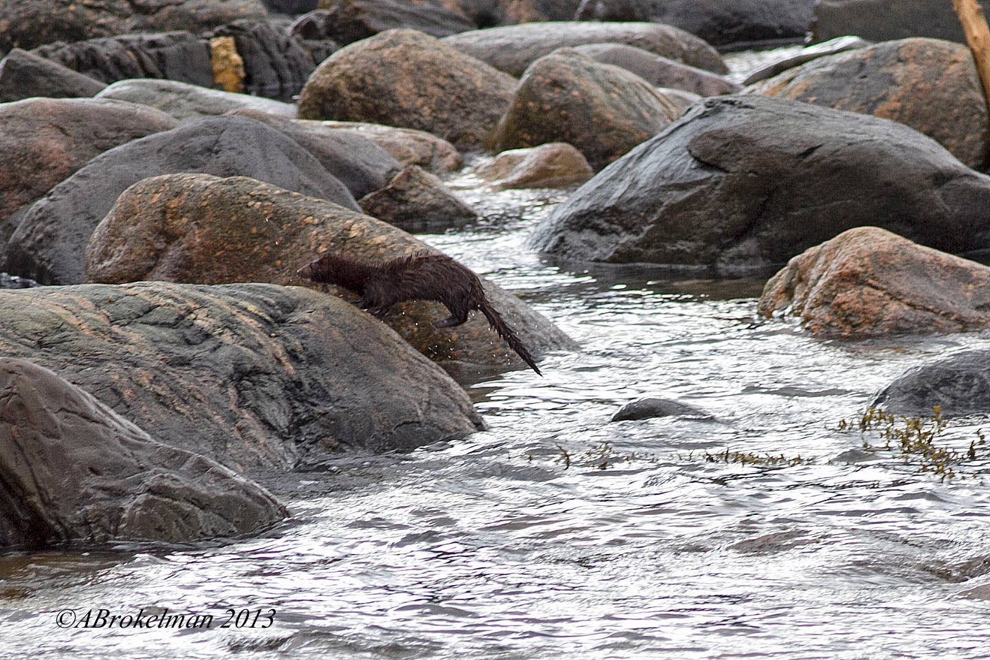 Ann Brokelman Photography: Mink Family by the Cabin - Newfoundland Sept ...