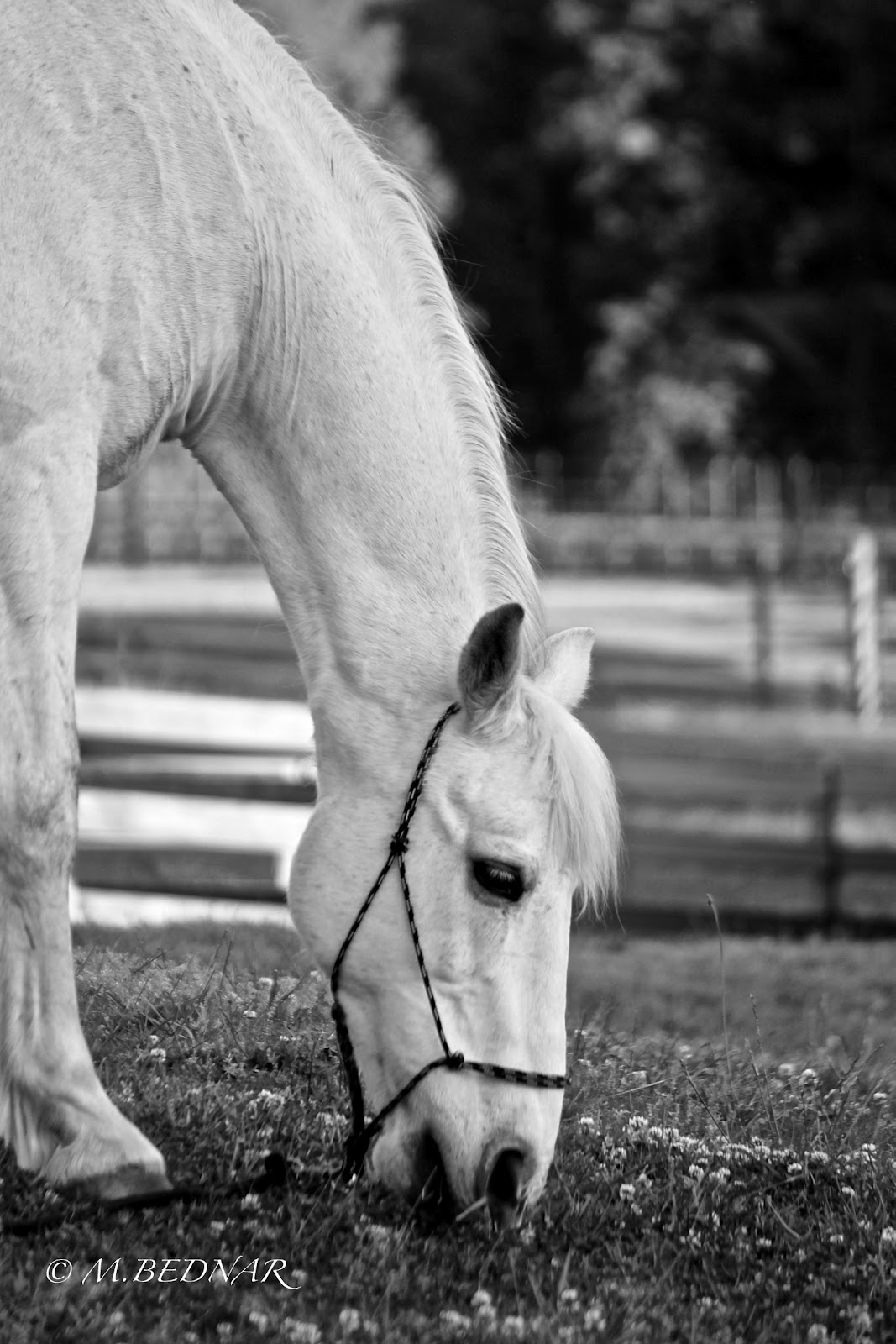 Just Horses: Amanda Lockhart - equine photographer