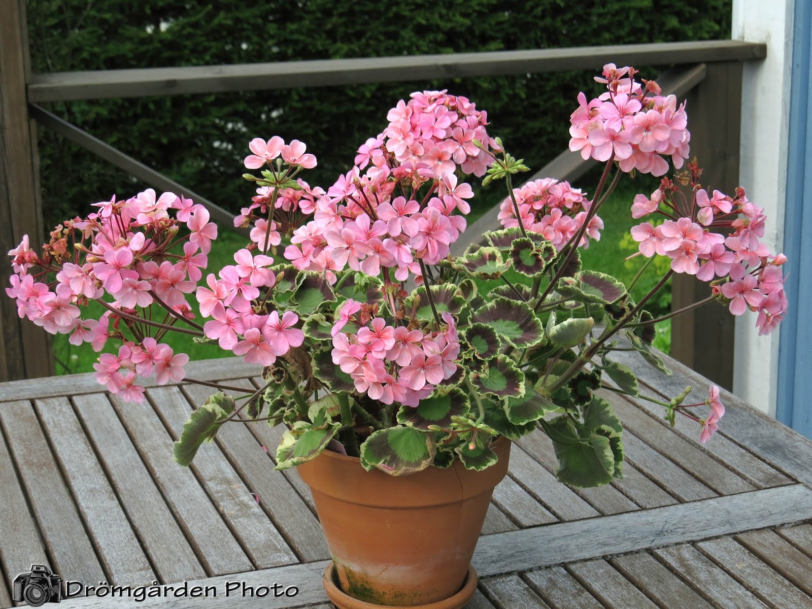Drömgården: Älskade Pelargoner!