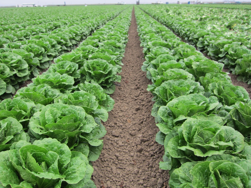 Lettuce Everywhere (and not a drop of dressing) - Tony's Meats & Market