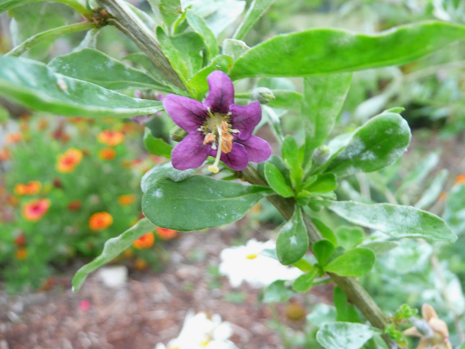 Kootenai Girl - A Vegetarian Food Adventure: LAPSHA (Egg Noodles) made ...