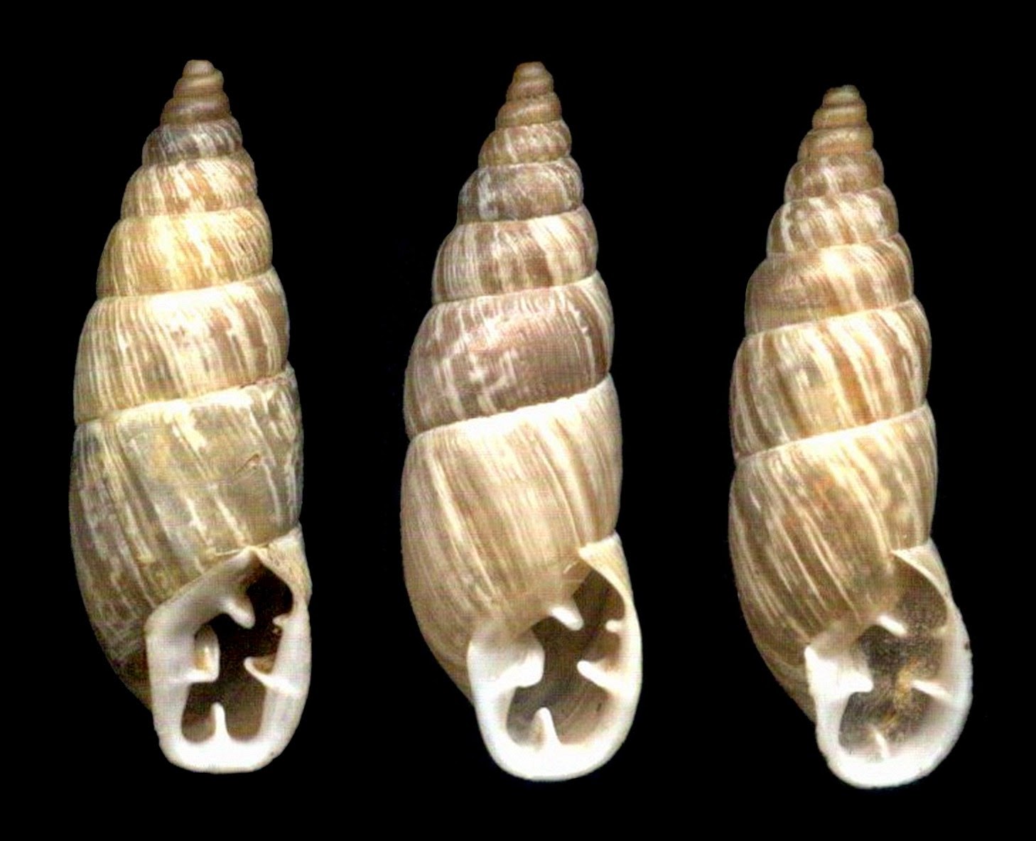 Moluscos terrestres de Argentina: Spixia albostriata Fernandez, 1971