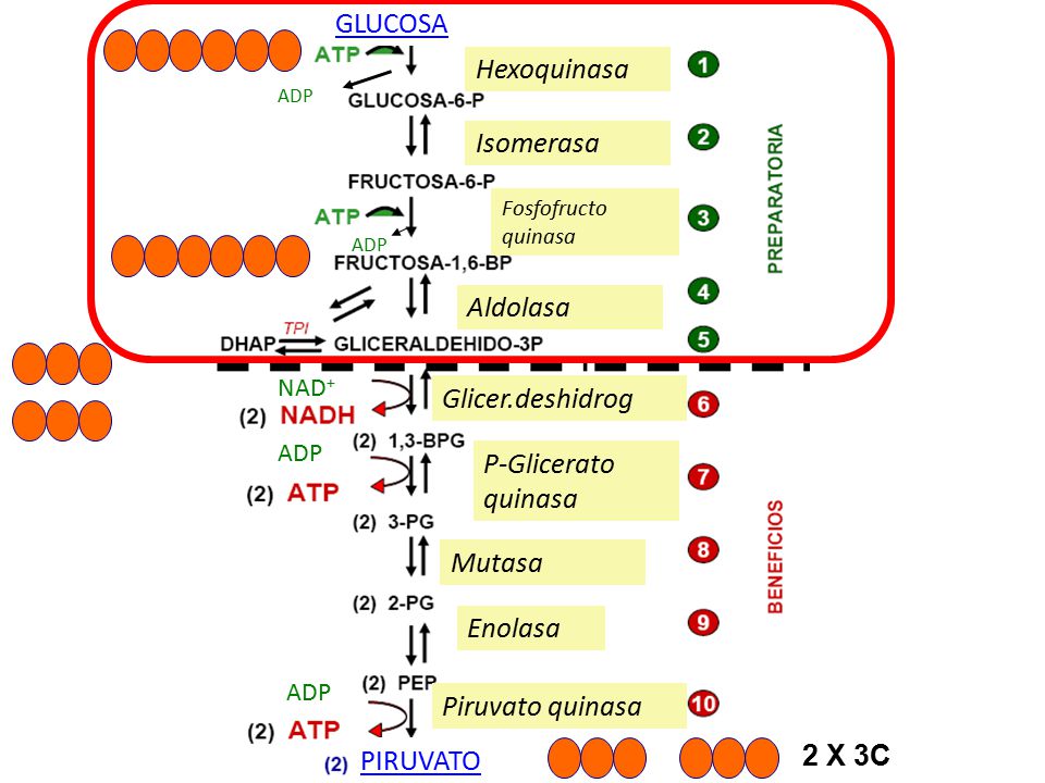 Bacterias Actuaciencia: Aldolasa, la fructosemia y la importancia de ...